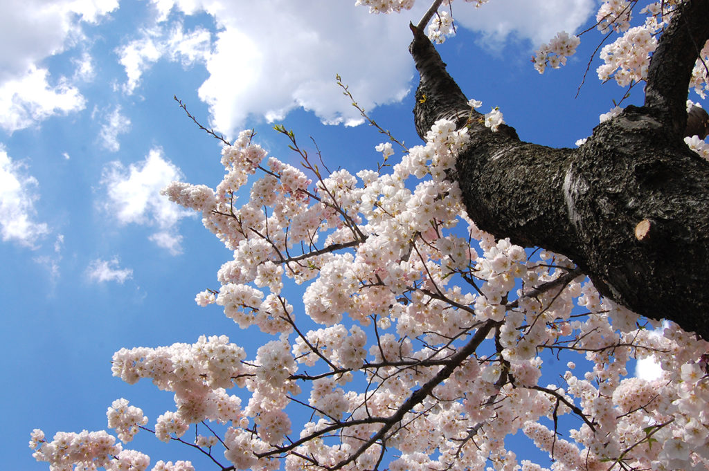 Washington D.C. Cherry Blossoms Review - Grading Gardens