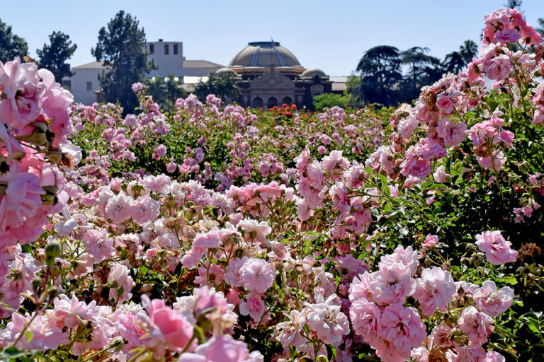 Rose Garden Exposition Park Review - Grading Gardens