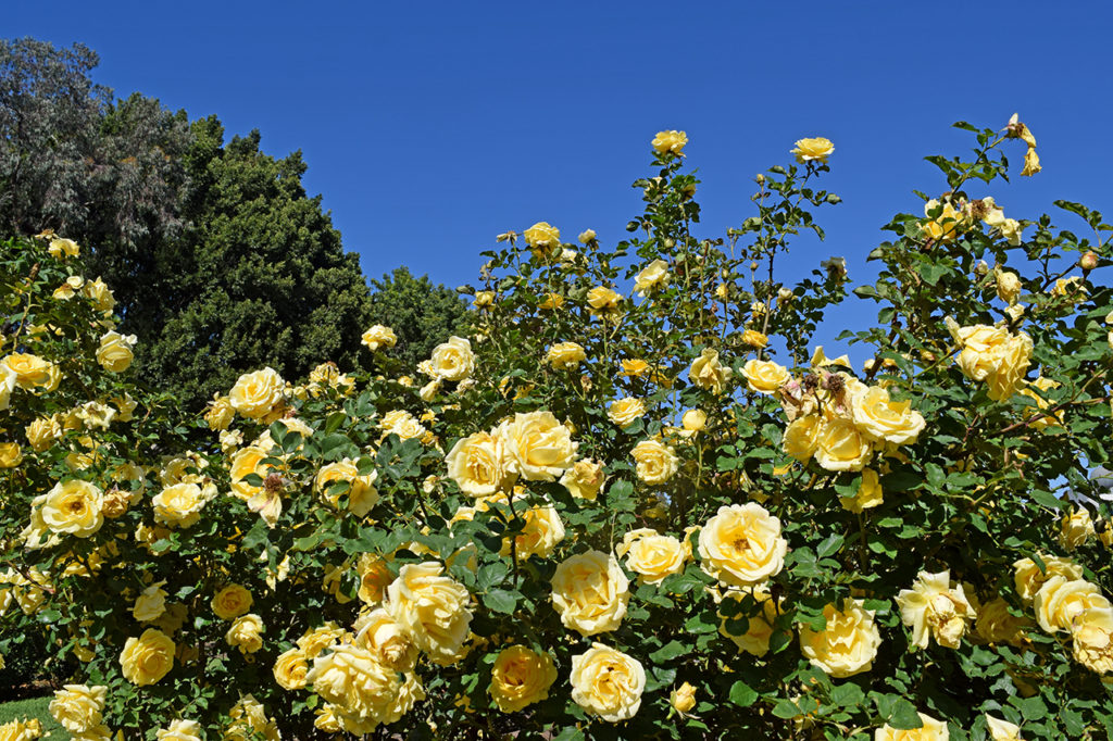Rose Garden Exposition Park Review - Grading Gardens