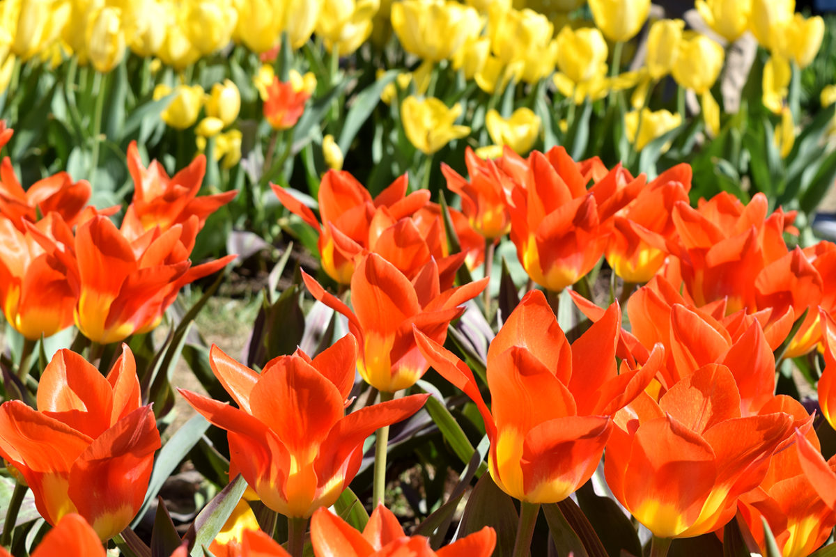 The Floral Library Review - Grading Gardens