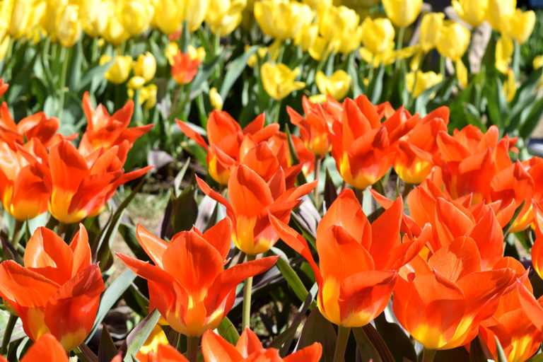 The Floral Library Review - Grading Gardens