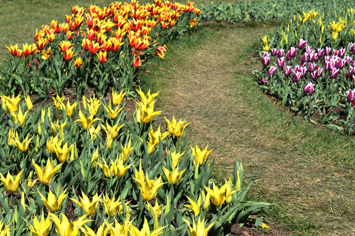 The Floral Library Review - Grading Gardens