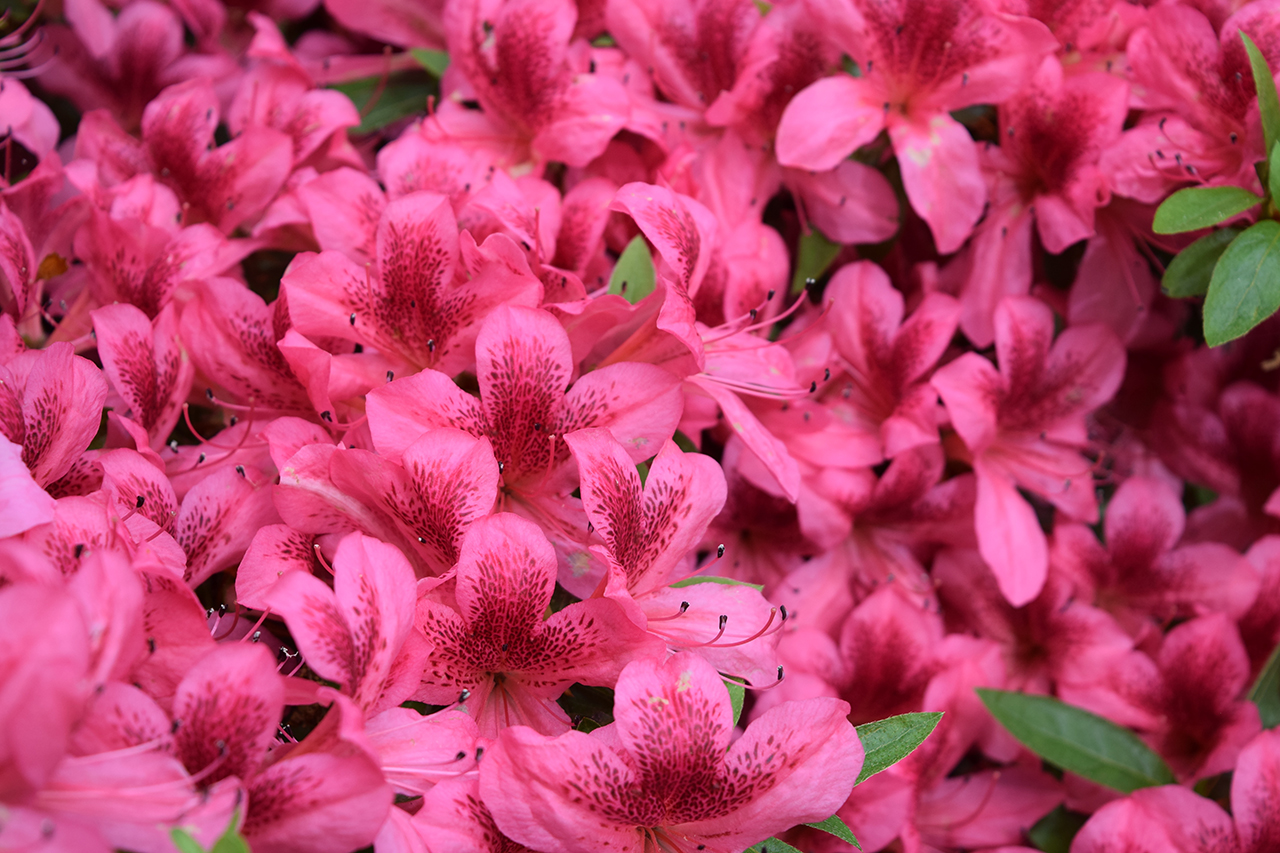 Azalea Gardens at the U.S. National Arboretum Review - Grading Gardens