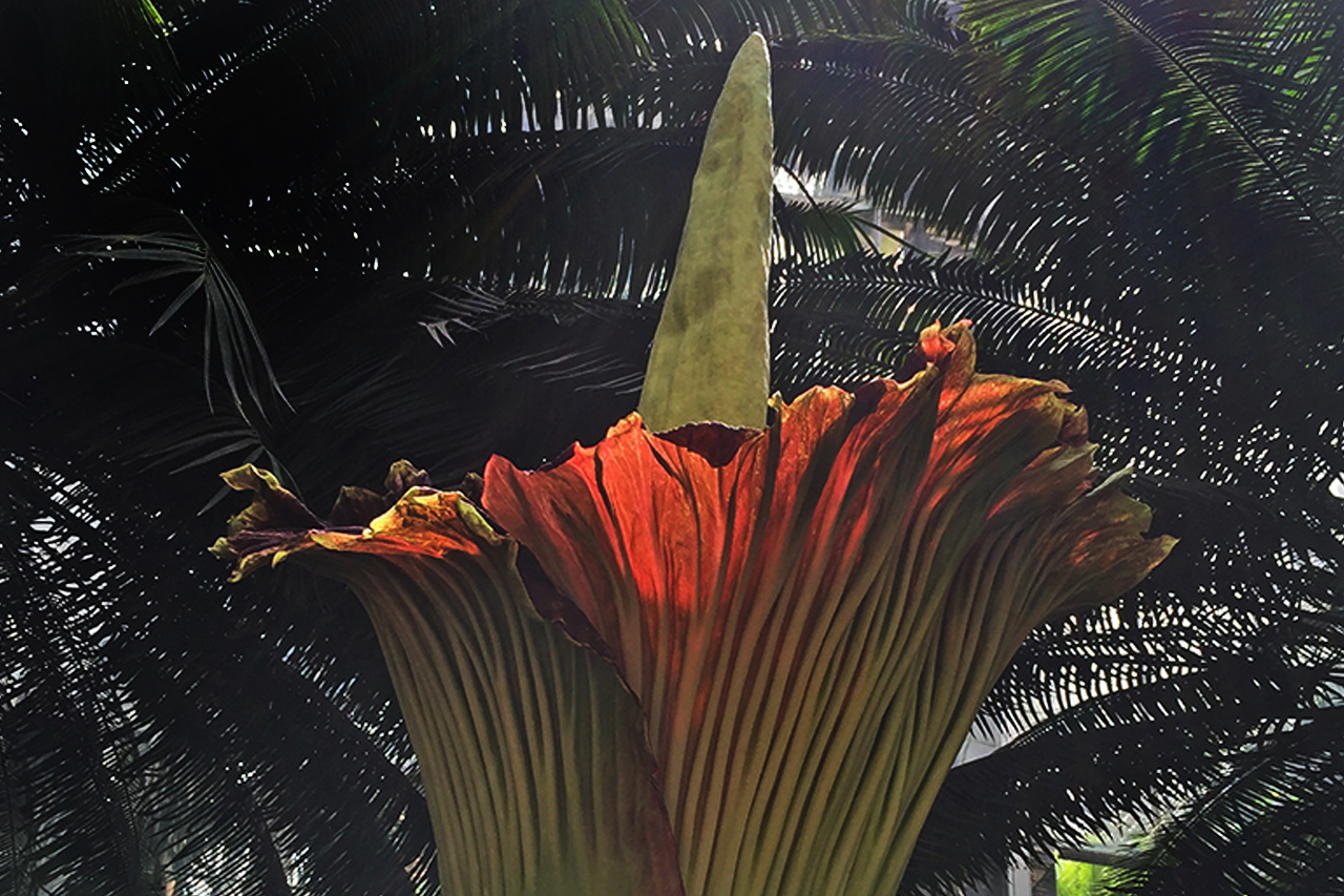Corpse Flower - U.S. Botanic Garden Review - Grading Gardens
