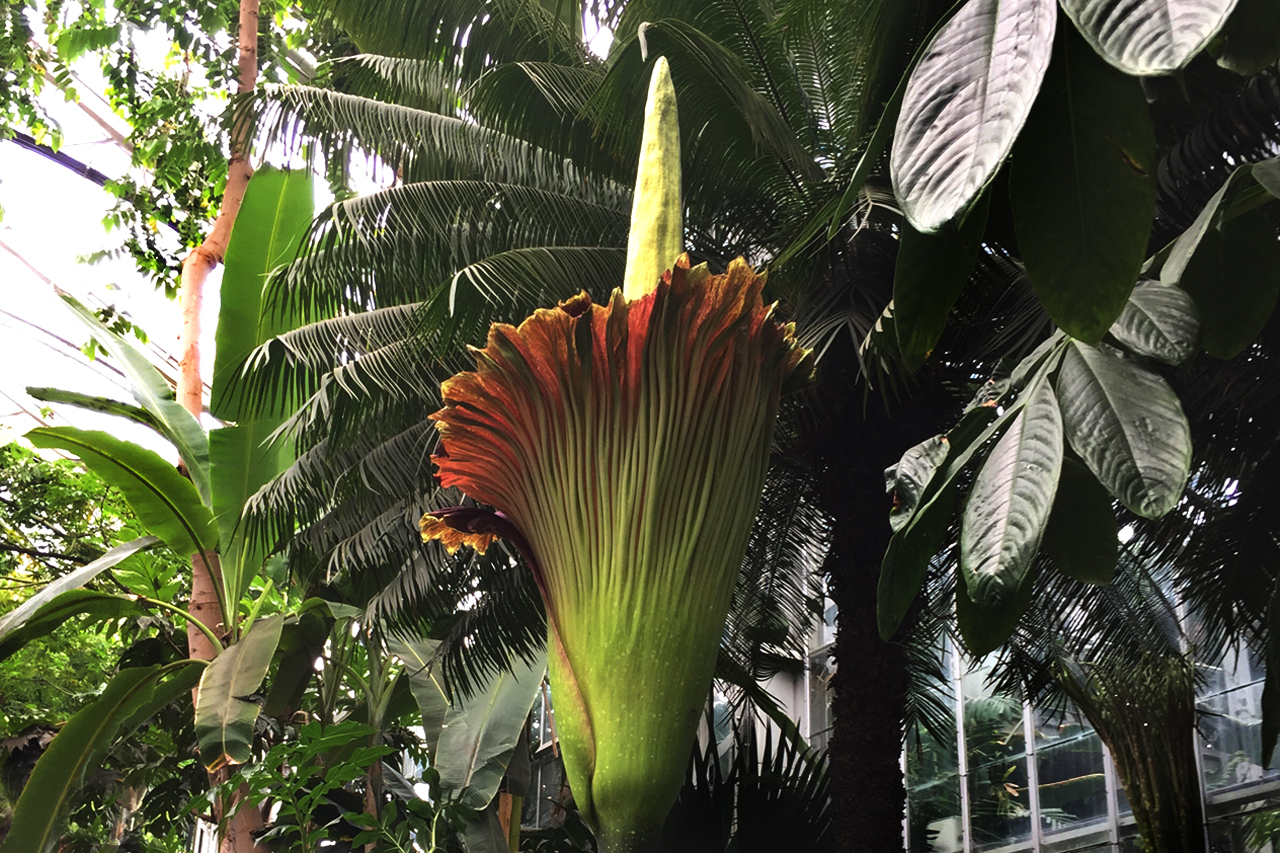 Corpse Flower - U.S. Botanic Garden Review - Grading Gardens
