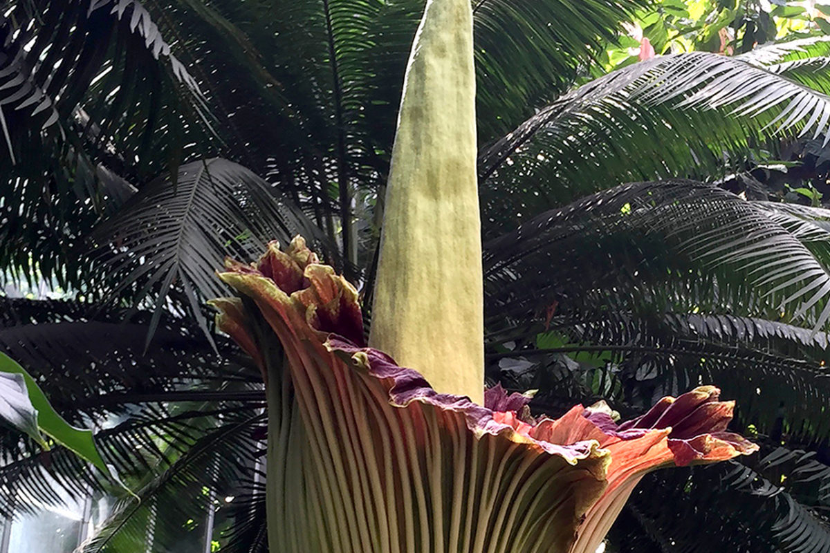 Corpse Flower - U.S. Botanic Garden Review - Grading Gardens