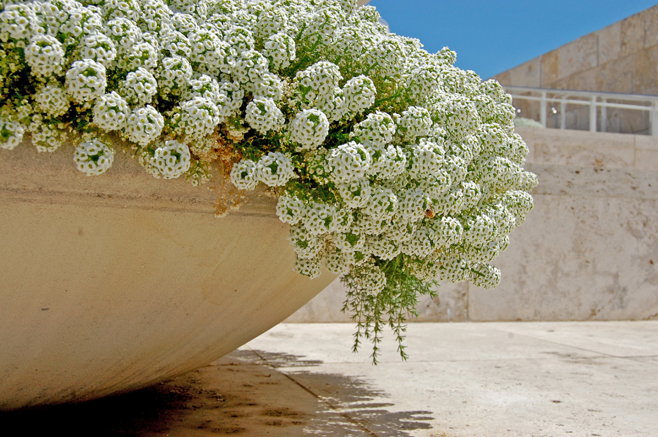 The Getty Center Review - Grading Gardens