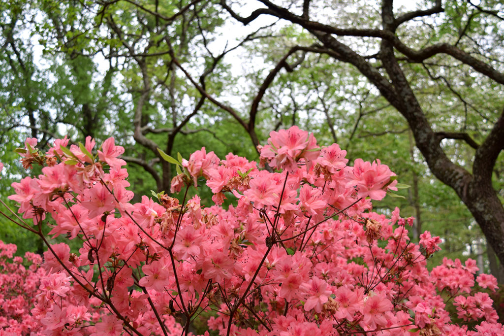 Brighton Dam Azalea Garden Review - Grading Gardens