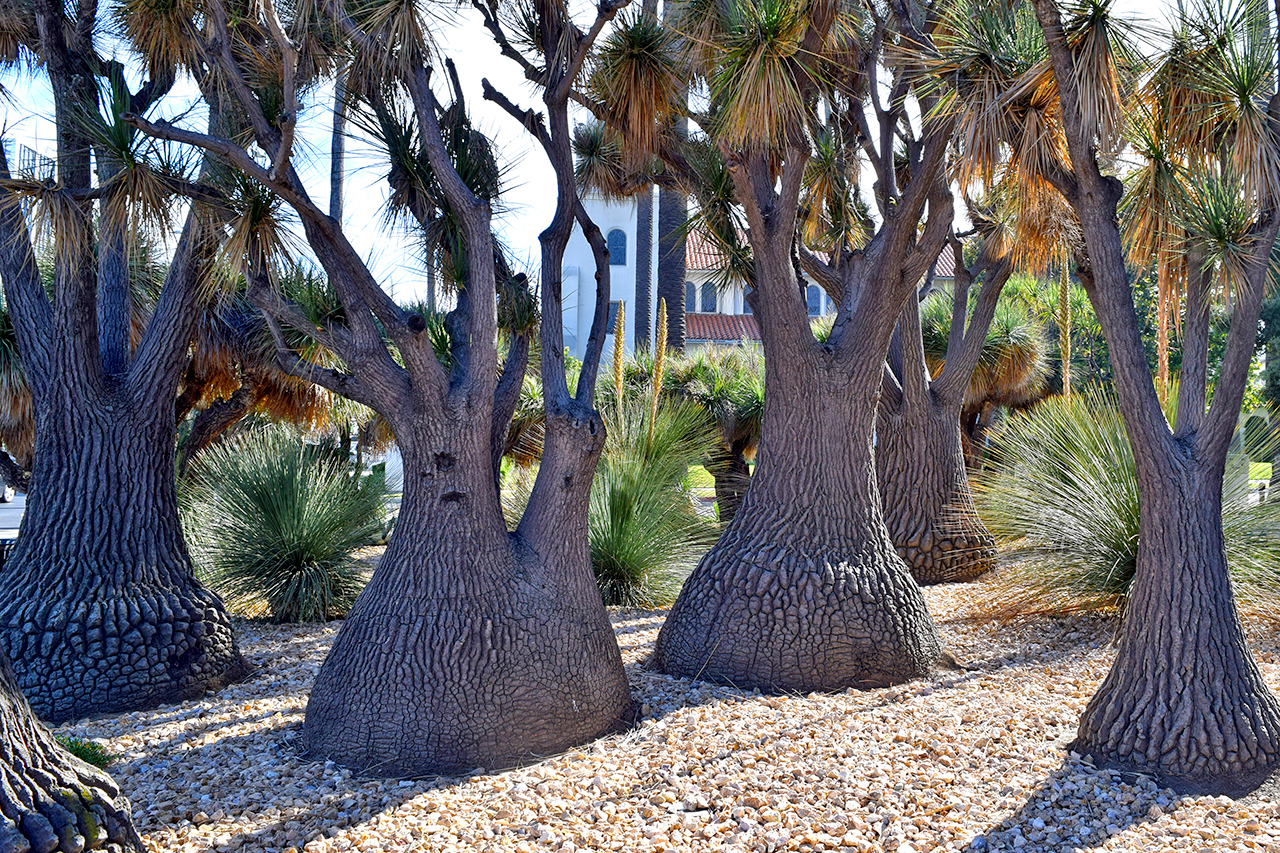 Historic Cactus Garden Review - Grading Gardens