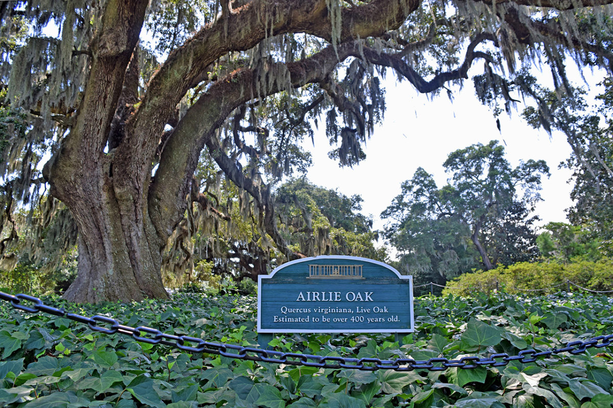 Airlie Gardens Review - Grading Gardens