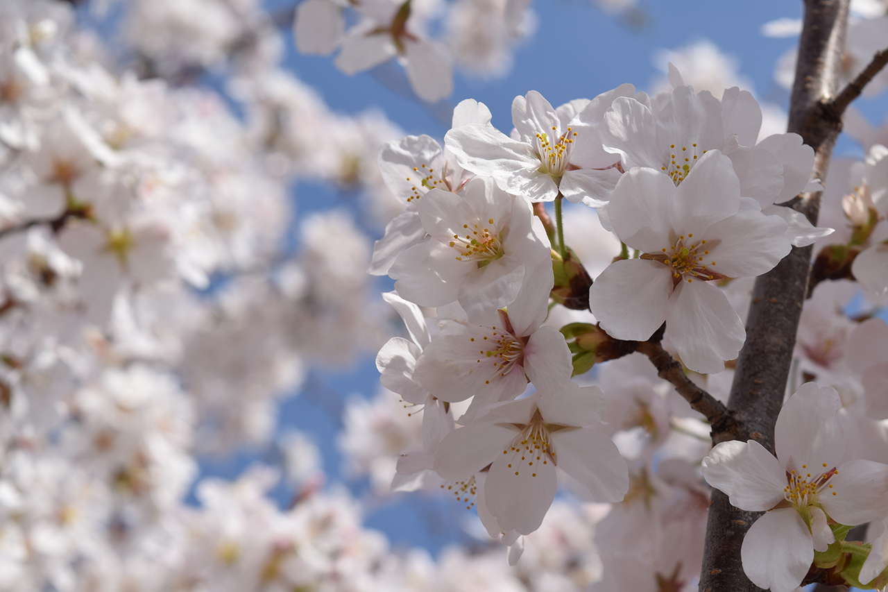 D.C. Cherry Blossom Report 2017 Review - Grading Gardens