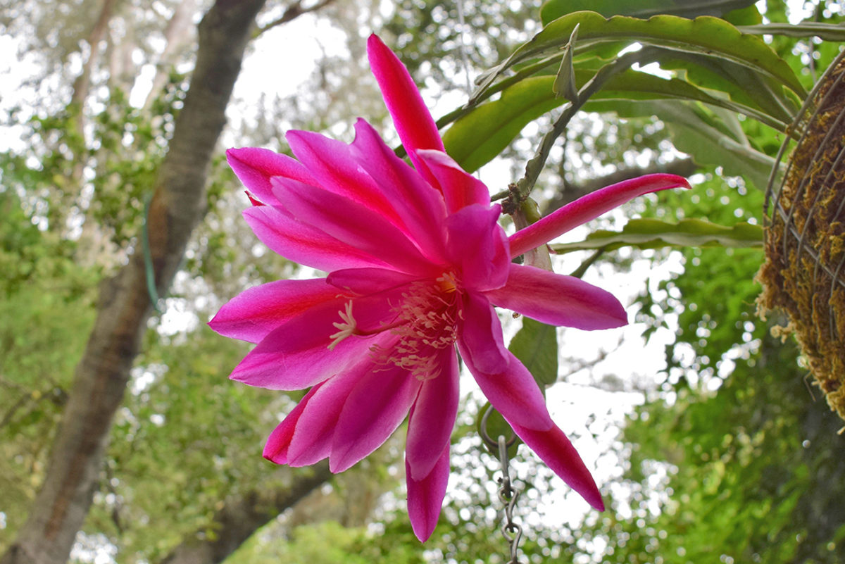 Lotusland Review - Grading Gardens